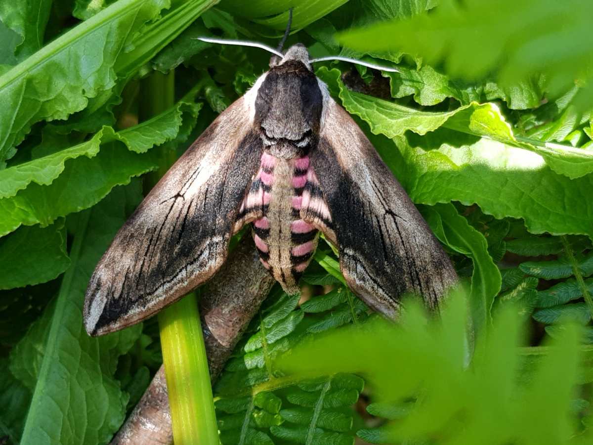 Moths – Beauty or the Beast? – Never Mind the Bullocks